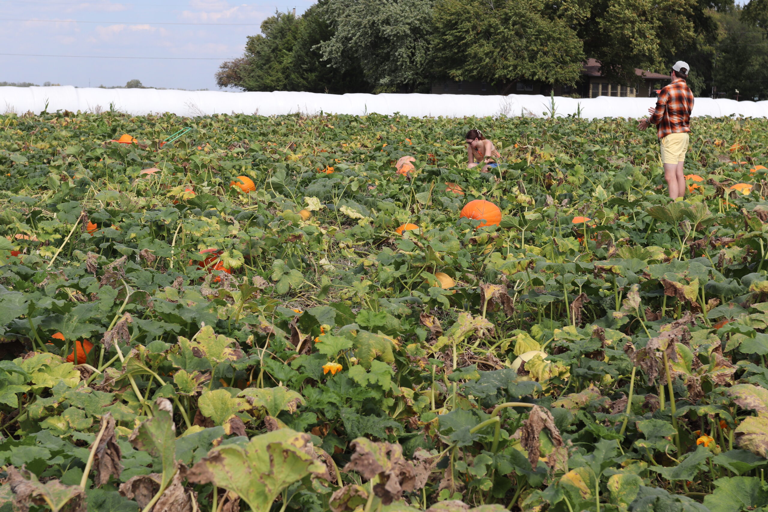 Family roots run deep at Schaake’s Pumpkin Patch, which celebrates 50 ...
